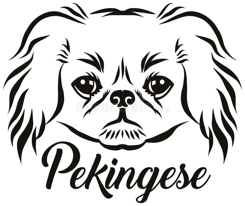 Pekingese head with name stock vector. Illustration of breed - 149555986