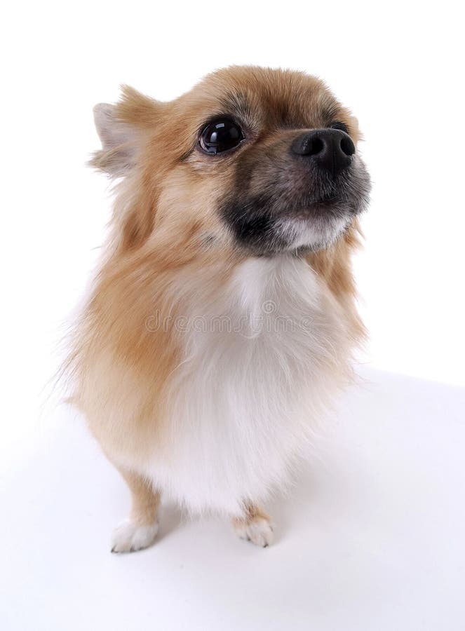 Pekingese photo stock image. Image of brown, hair, indoors - 81567631