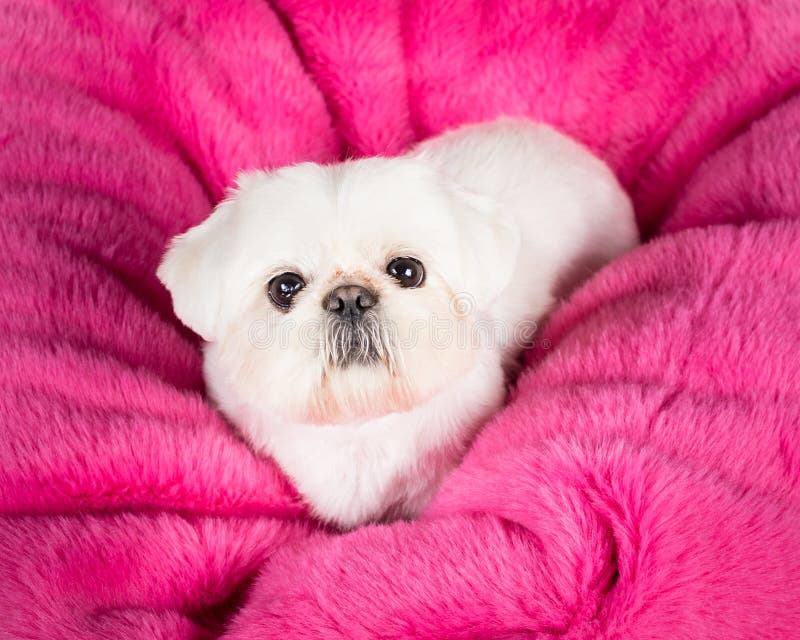 Pekingese Puppy stock photo. Image of sitting, adorable - 46139734