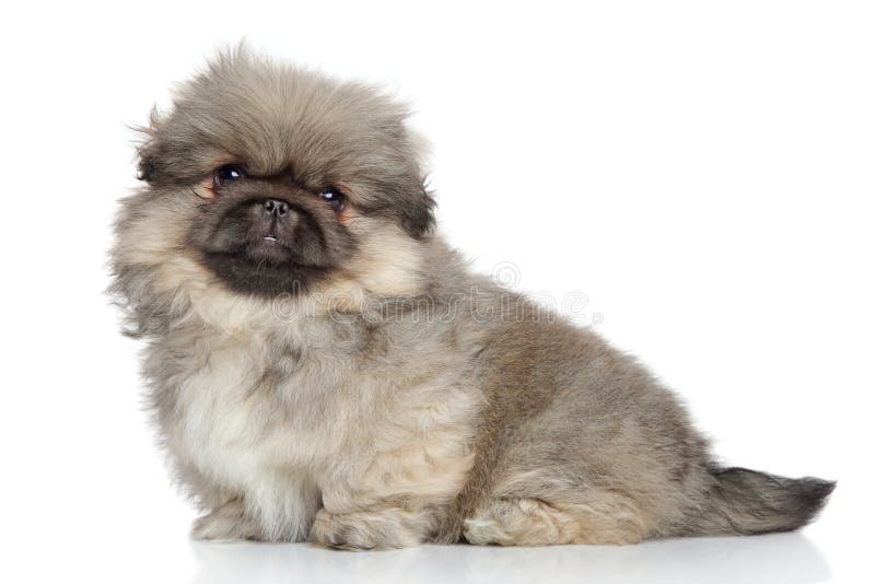 Top View Pekingese Dog Laying on Gray Tile Floor Stock Image - Image of ...