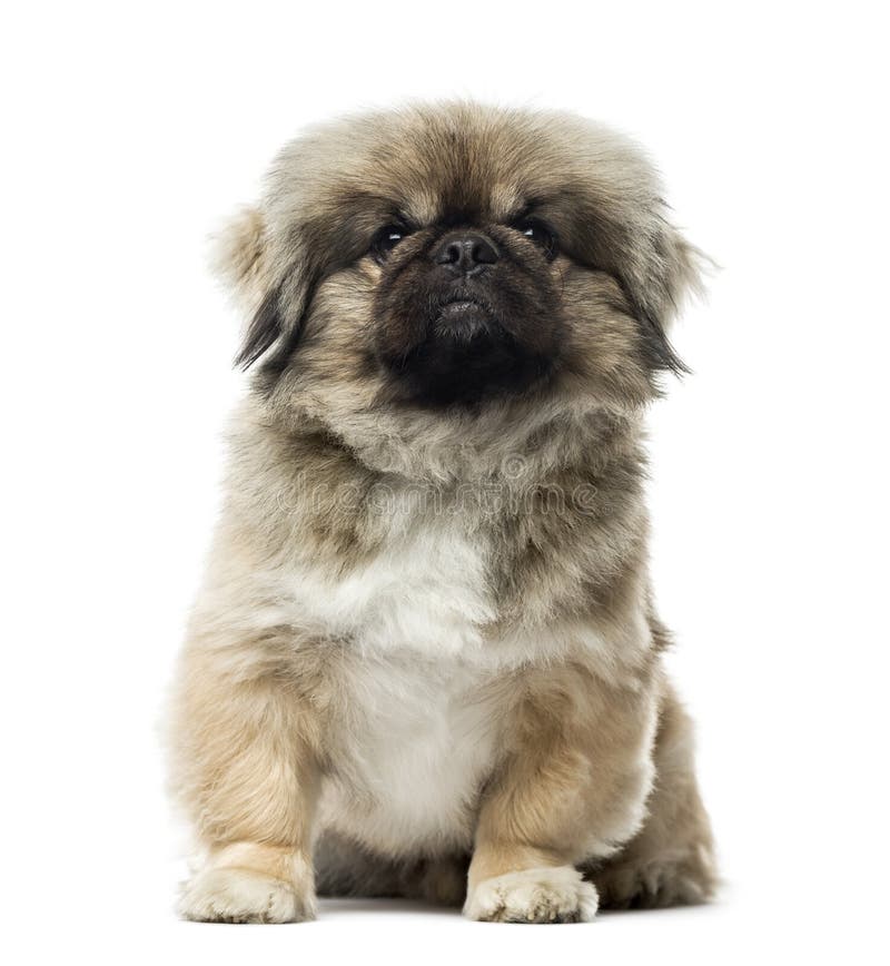 Old Pekingese Dog Sitting in Carrying Cage at Shelter. Adorable Old and ...