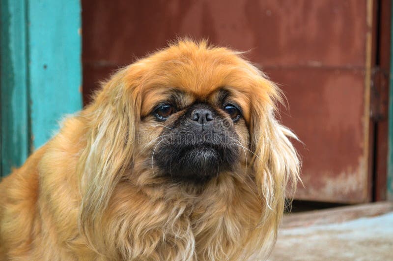 Fat Pekingese Sitting (1 Year Old) Stock Photo - Image of purebred ...
