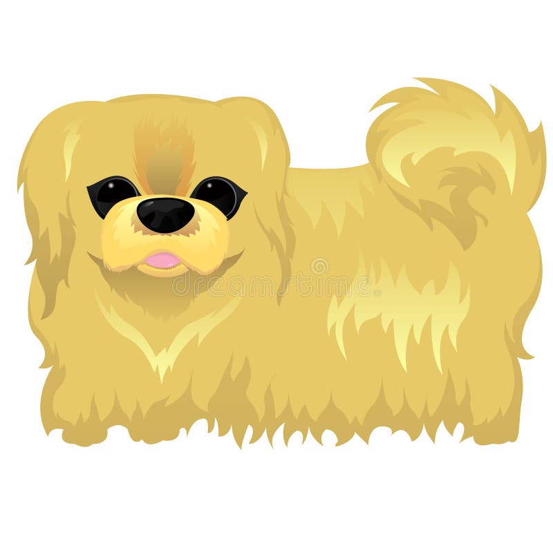Pekingese stock vector. Illustration of eyes, favorite - 31800431
