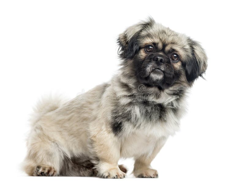 Fat Pekingese Looking Up (1 Year Old) Stock Photo - Image of studio ...