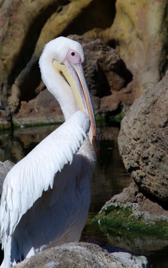 Erguido Stock Photos - Free & Royalty-Free Stock Photos from Dreamstime