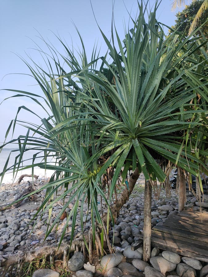 Close-up Sea Pandanus Tree in the Rock Beaches Stock Photo - Image of ...