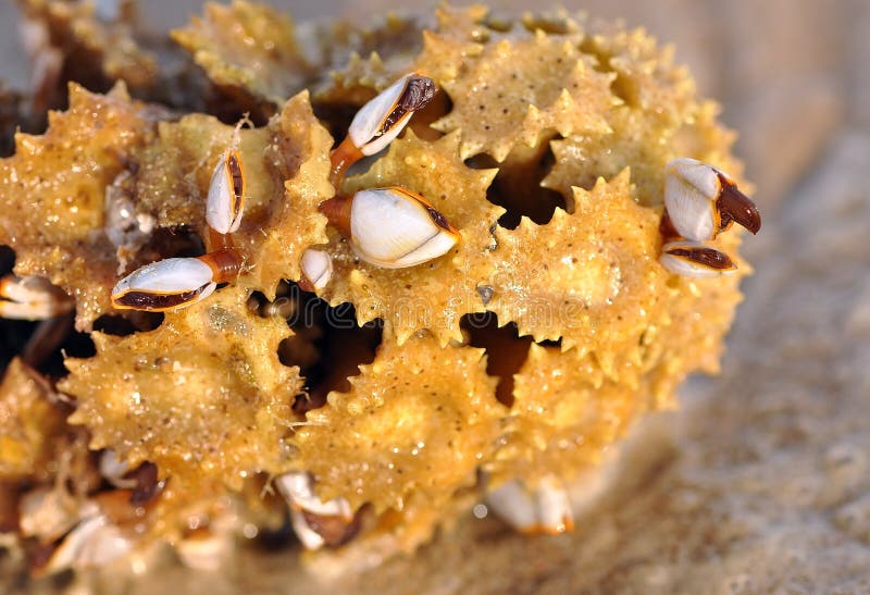 Rock pool marine life stock image. Image of silver, ocean - 16540501