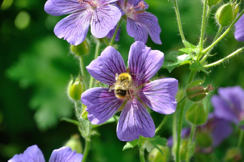 Pelargon fotografering för bildbyråer. Bild av utveckling - 135402547