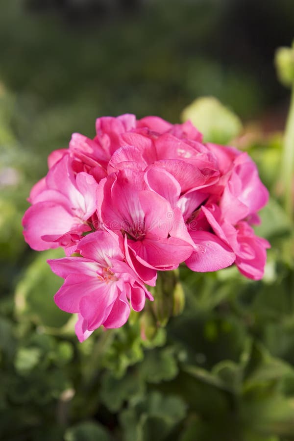 Pelargoner fotografering för bildbyråer. Bild av vitt - 1039795