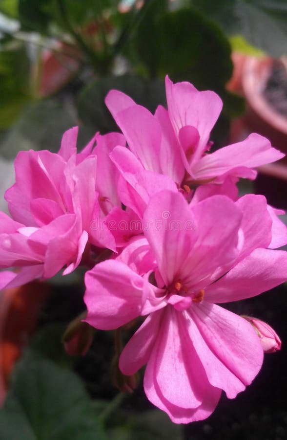 Pelargonia Zonale Bright Pink Flower Stock Photo - Image of shrub ...