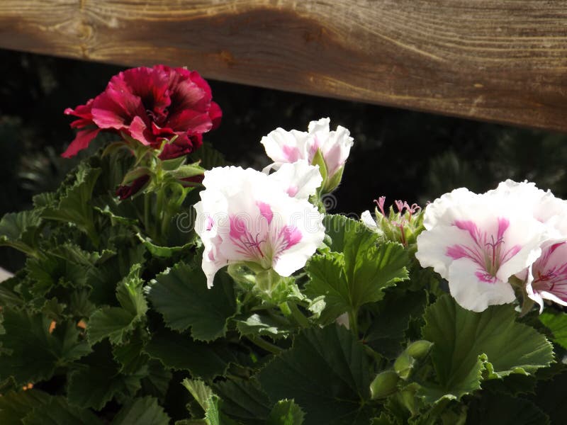 Pelargonie stock photo. Image of flower, pelagonic, garden - 238954978