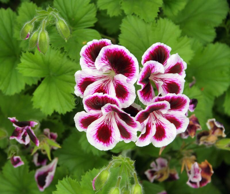 Pelargonium stock image. Image of plants, pelargonium - 13612357