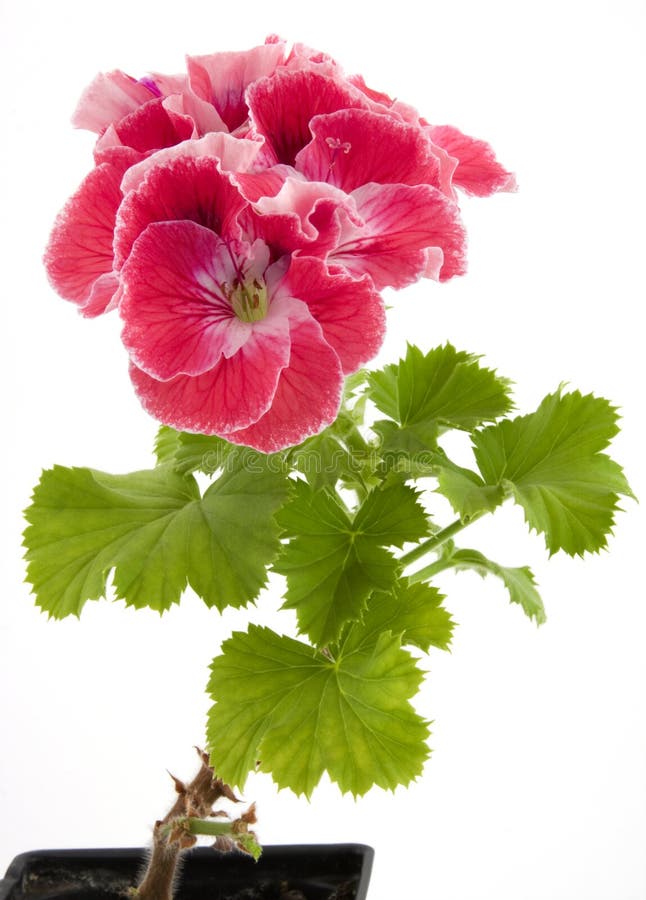 Pelargonium stock photo. Image of macro, time, plants - 19207694