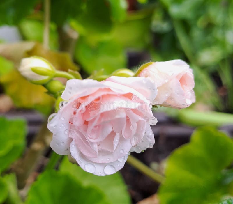 Pelargonium Dronning Stock Photos - Free & Royalty-Free Stock Photos ...