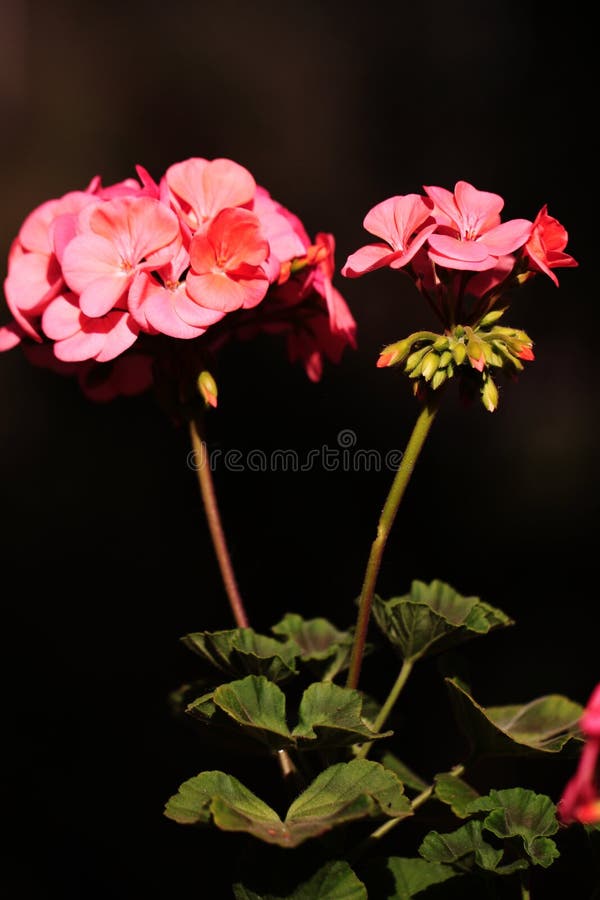 Pelargonium flower stock photo. Image of macro, leaf - 70534820