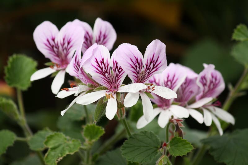 Pelargonium flower heads stock image. Image of flowerheads - 43187719