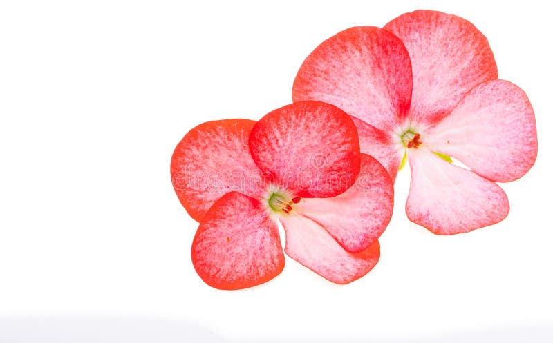 Pelargonium Flower Isolated Stock Image - Image of natural, nature ...