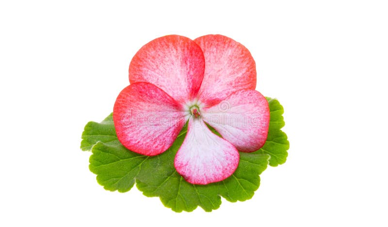 Pelargonium Flower Isolated Stock Image - Image of background, garden ...