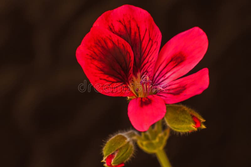 Pelargonium flower 16120 stock image. Image of herb - 373701657