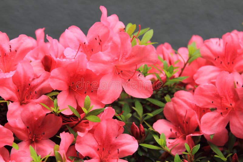 Pelargonium Geranium Bright Cerise Pink Flowers Stock Photo - Image of ...