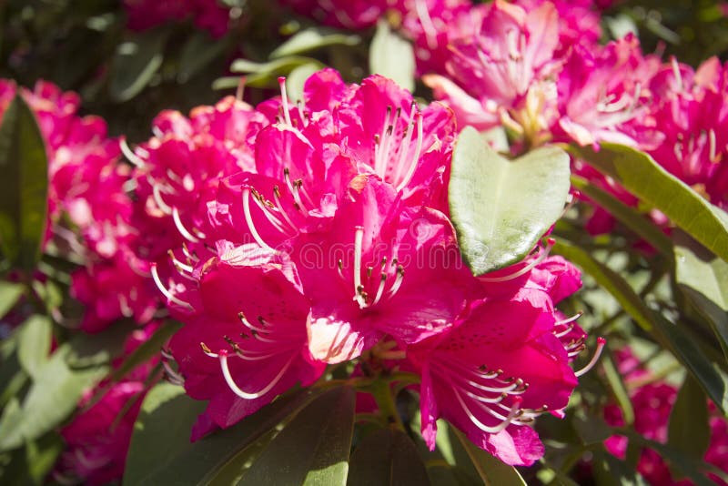 Pelargonium Geranium Group Bright Cerise Pink Flowers Stock Image ...