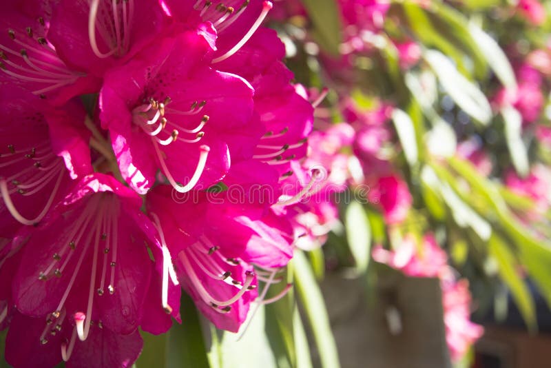 Pelargonium Geranium Group Bright Cerise Pink Flowers Stock Photo ...