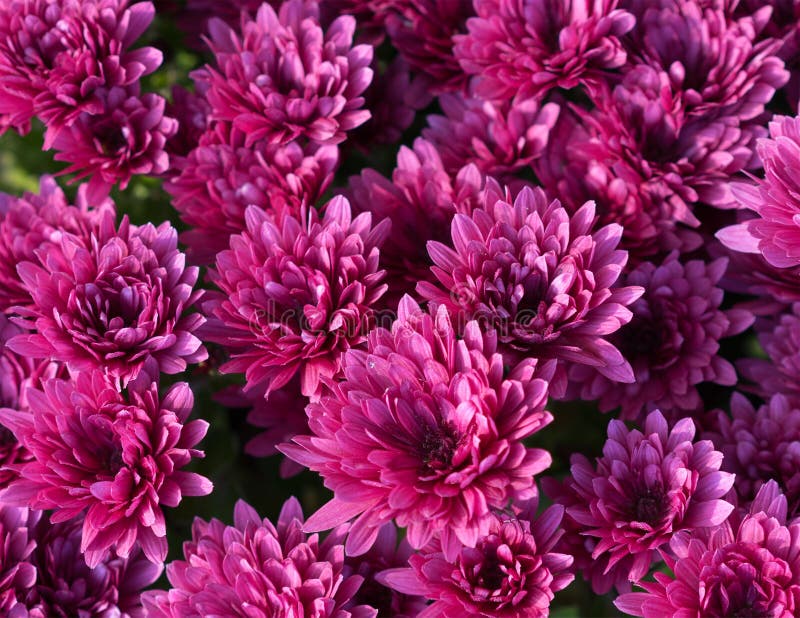 Pelargonium Geranium Group Bright Cerise Pink Flowers. Stock Photo ...