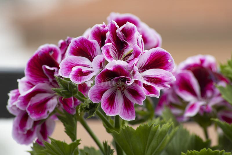 Pink Rosebud Geranium Pelargonium Stock Image - Image of fragance ...