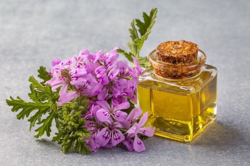 Pelargonium Graveolens Flower and Essential Pelargonium Oil Stock Photo ...