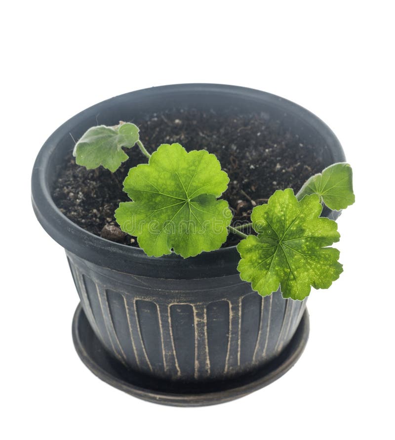 Pelargonium growing in pot stock photo. Image of decoration - 93173740