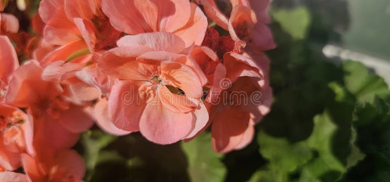 Pelargonium × Hortorum or Zonal Geranium Stock Image - Image of ...