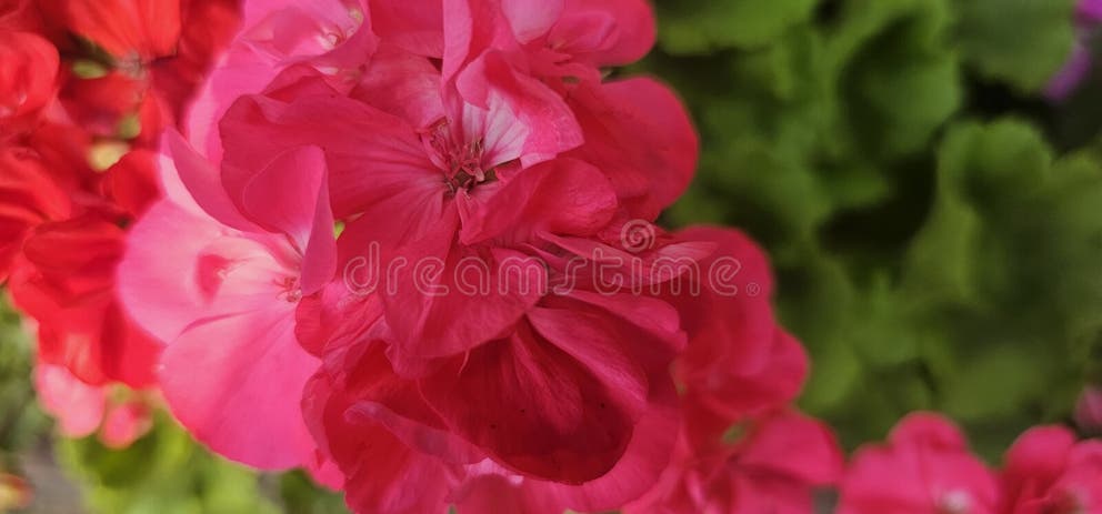 Pelargonium × Hortorum or Zonal Geranium Stock Photo - Image of ...