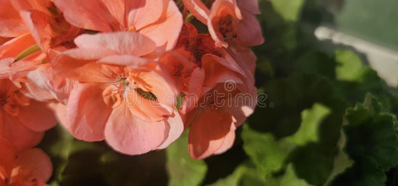 Pelargonium × Hortorum or Zonal Geranium Stock Photo - Image of blossom ...