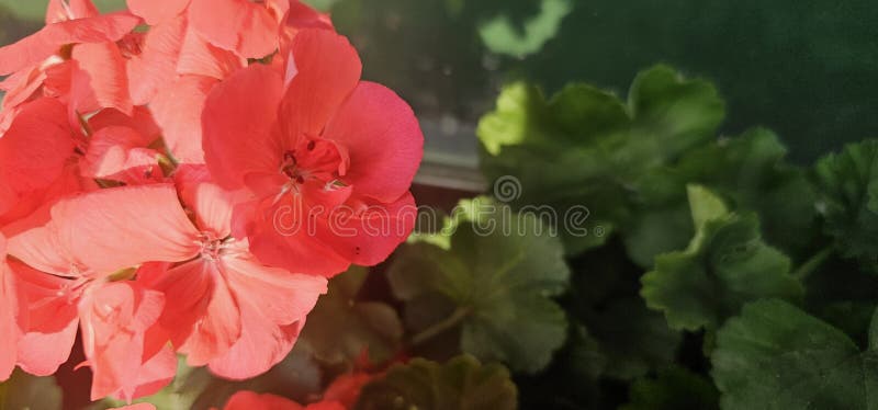 Pelargonium × Hortorum or Zonal Geranium Stock Image - Image of cheeky ...