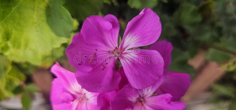 Pelargonium × Hortorum or Zonal Geranium Stock Image - Image of zonal ...