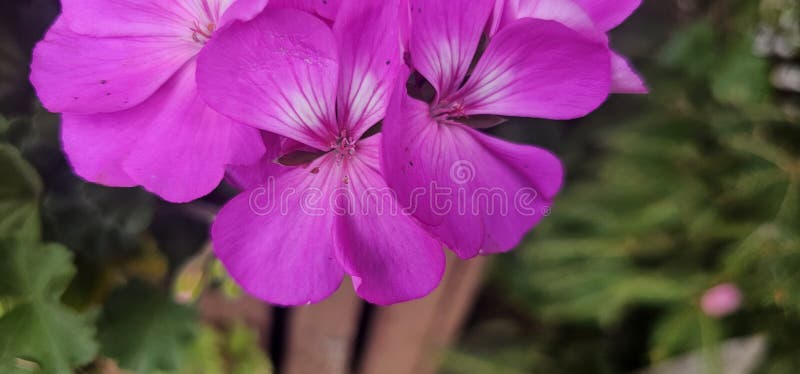 Pelargonium × Hortorum or Zonal Geranium Stock Image - Image of plant ...