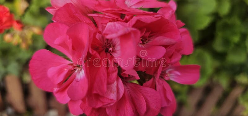 Pelargonium × Hortorum or Zonal Geranium Stock Image - Image of ...