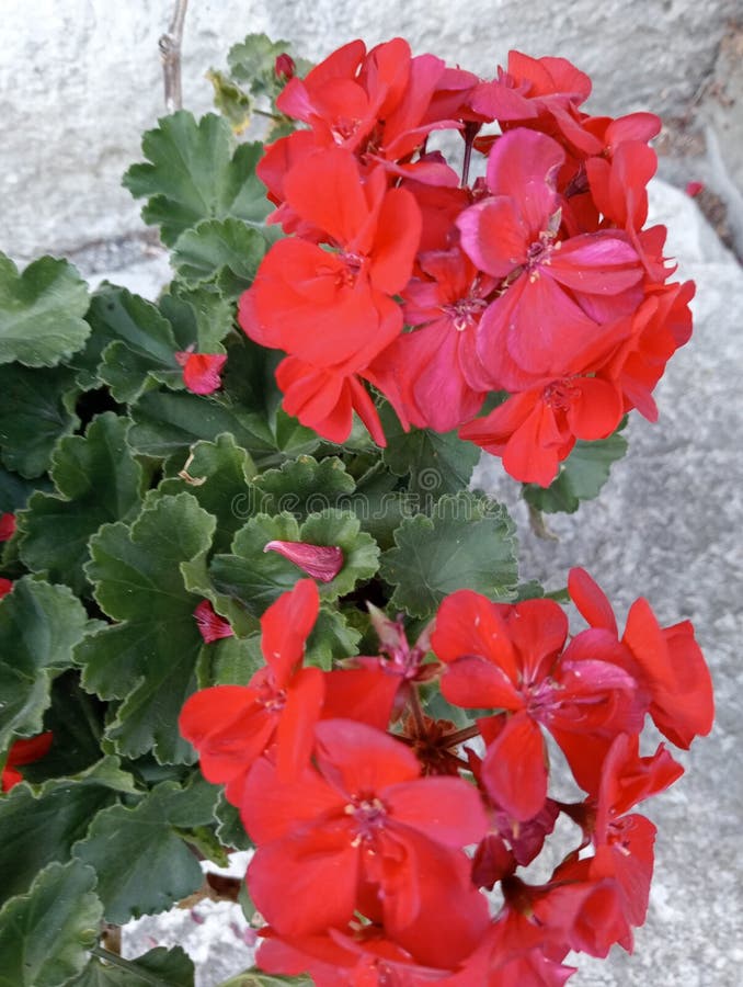 Pelargonium Inquinans Flor Geranio Rojo Foto de archivo - Imagen de ...
