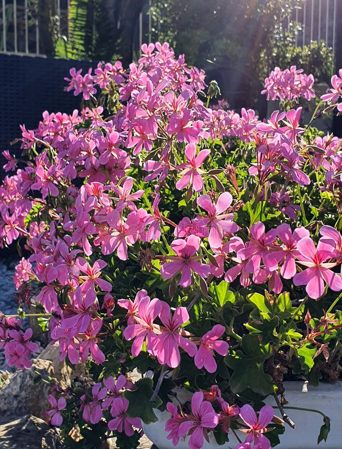Pelargonium, Ivy Geranium, Ivy-Leaf Geranium `Pink Blizzard` Stock ...