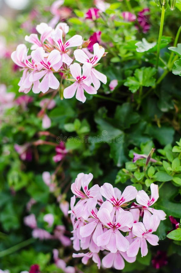 Pelargonium peltatum stock photo. Image of ground, plants - 34027778