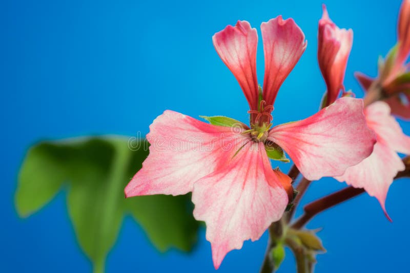 Pelargonium stellar flower stock photo. Image of blue - 68883290