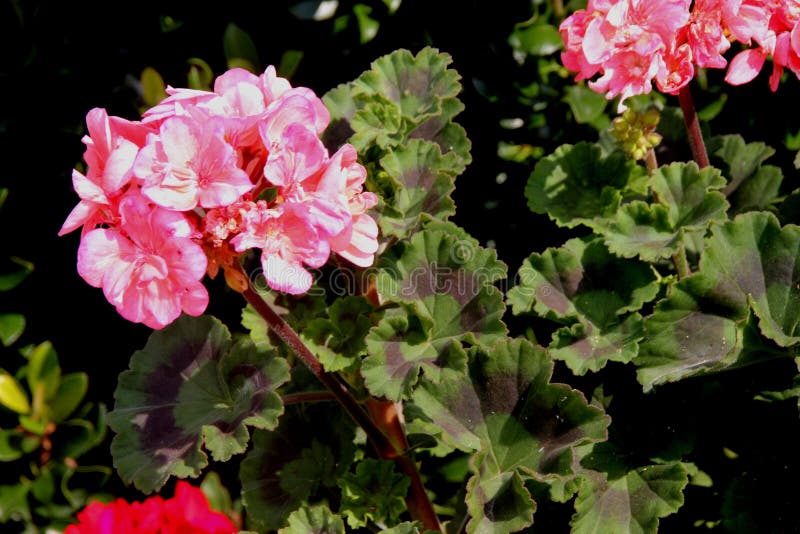 Pelargonium Zonale `Moonlight Loki`, Zonal Geranium Moonlight Loki ...