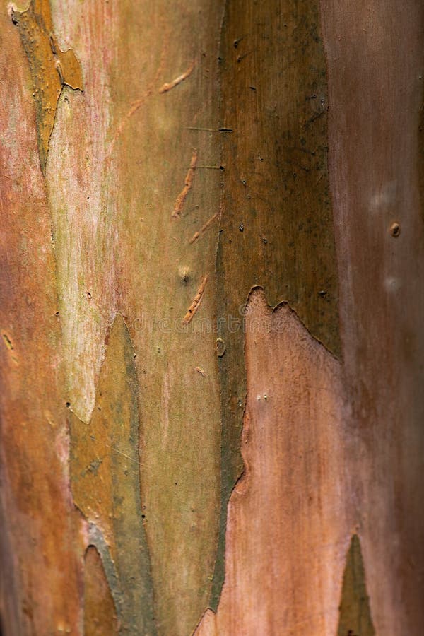 Pelawan Tree stock image. Image of tristaniopsis, texture - 189015015