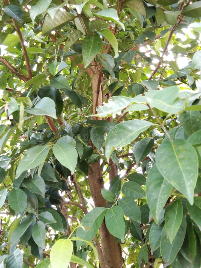 A Pelawan Tree with Its Distinctive Reddish Bark and Lush Green Leaves ...