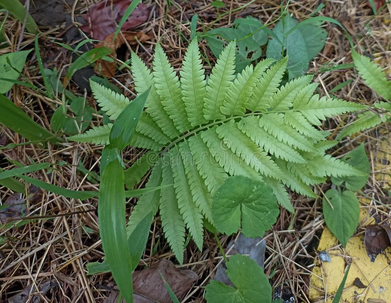 Pelazoneuron Kunthii Stock Photos - Free & Royalty-Free Stock Photos ...