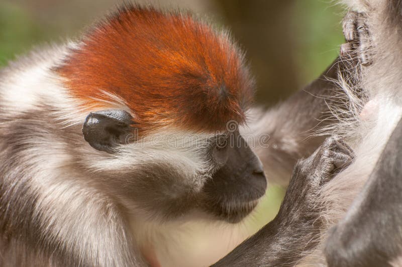 Pele Da Limpeza Do Macaco De Um Outro Macaco Foto de Stock - Imagem de ...