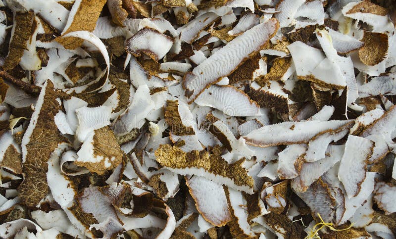 Pele do coco foto de stock. Imagem de leite, tropical - 23383518