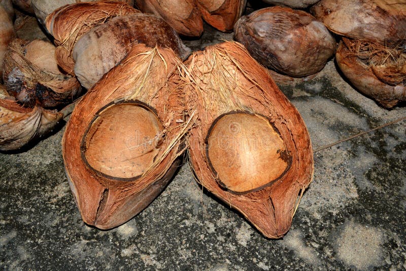 Textura Da Pele Do Coco Para O Fundo, Cor Cinzenta Foto de Stock ...