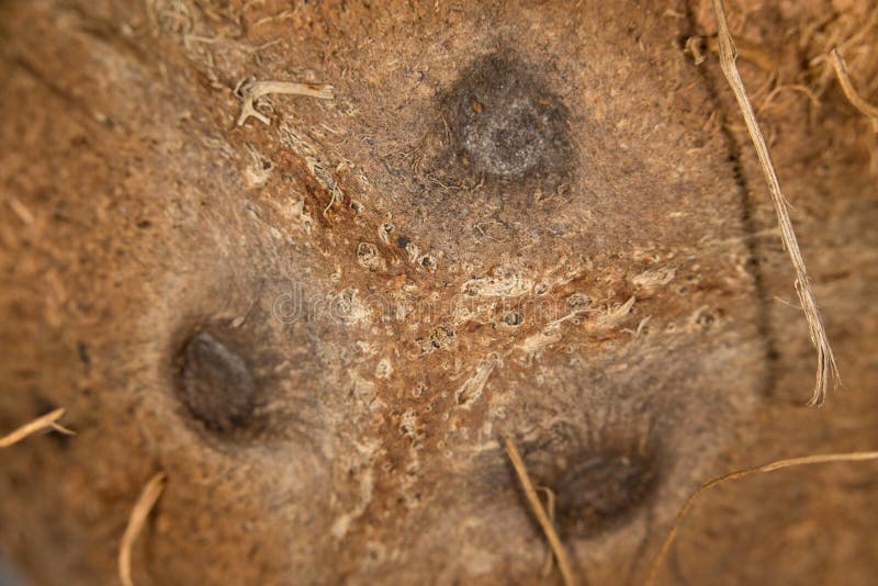 Pele El Coco Como Fondo Macro Estupenda Imagen de archivo - Imagen de ...