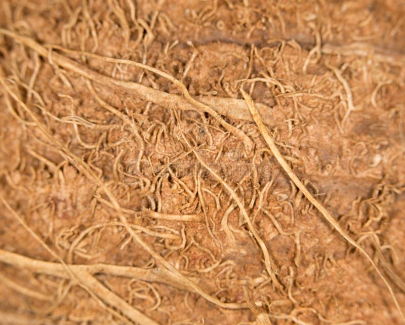 Pele El Coco Como Fondo Macro Estupenda Imagen de archivo - Imagen de ...